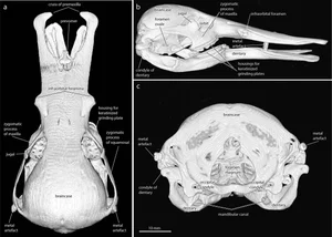 Platypus anatomy — Comparative Brain Anatomy