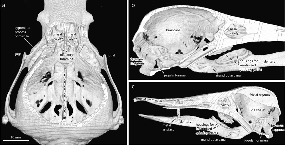 Platypus anatomy — Comparative Brain Anatomy