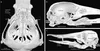 Platypus anatomy — Comparative Brain Anatomy