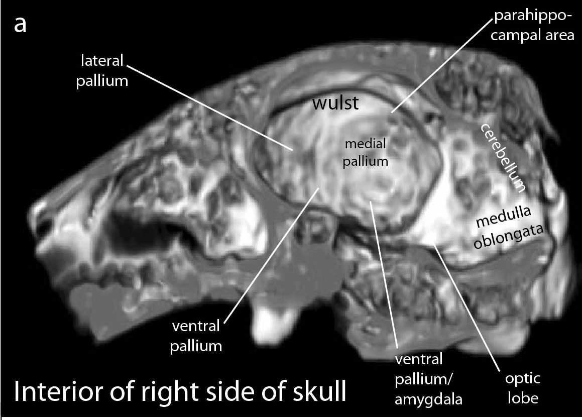 Moas — Comparative Brain Anatomy