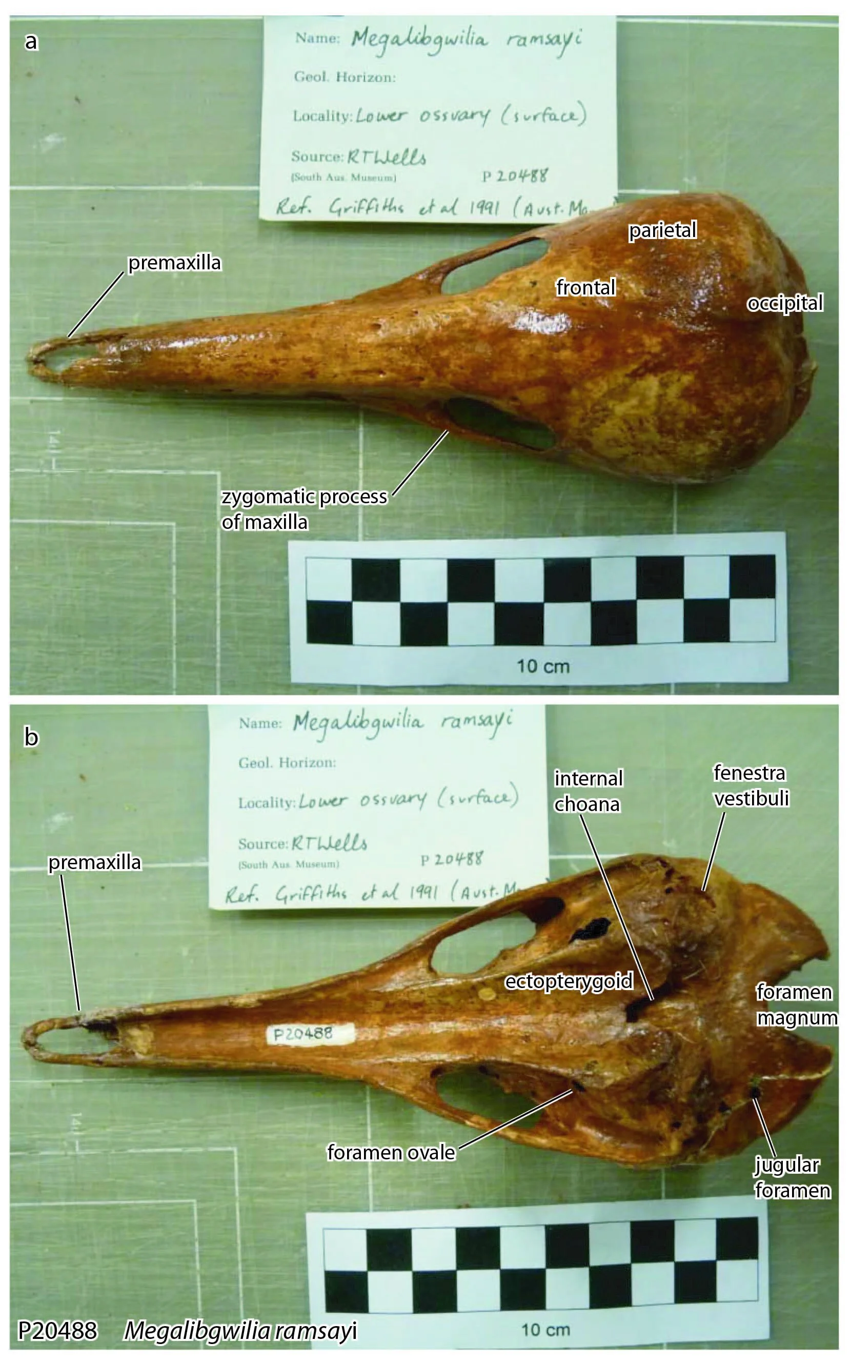 Megalibgwilia ramsayi — Comparative Brain Anatomy
