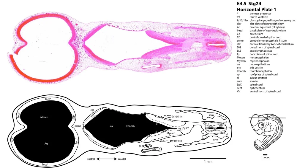 Chick Embryo Atlas E4.5 Horizontal — Comparative Brain Anatomy