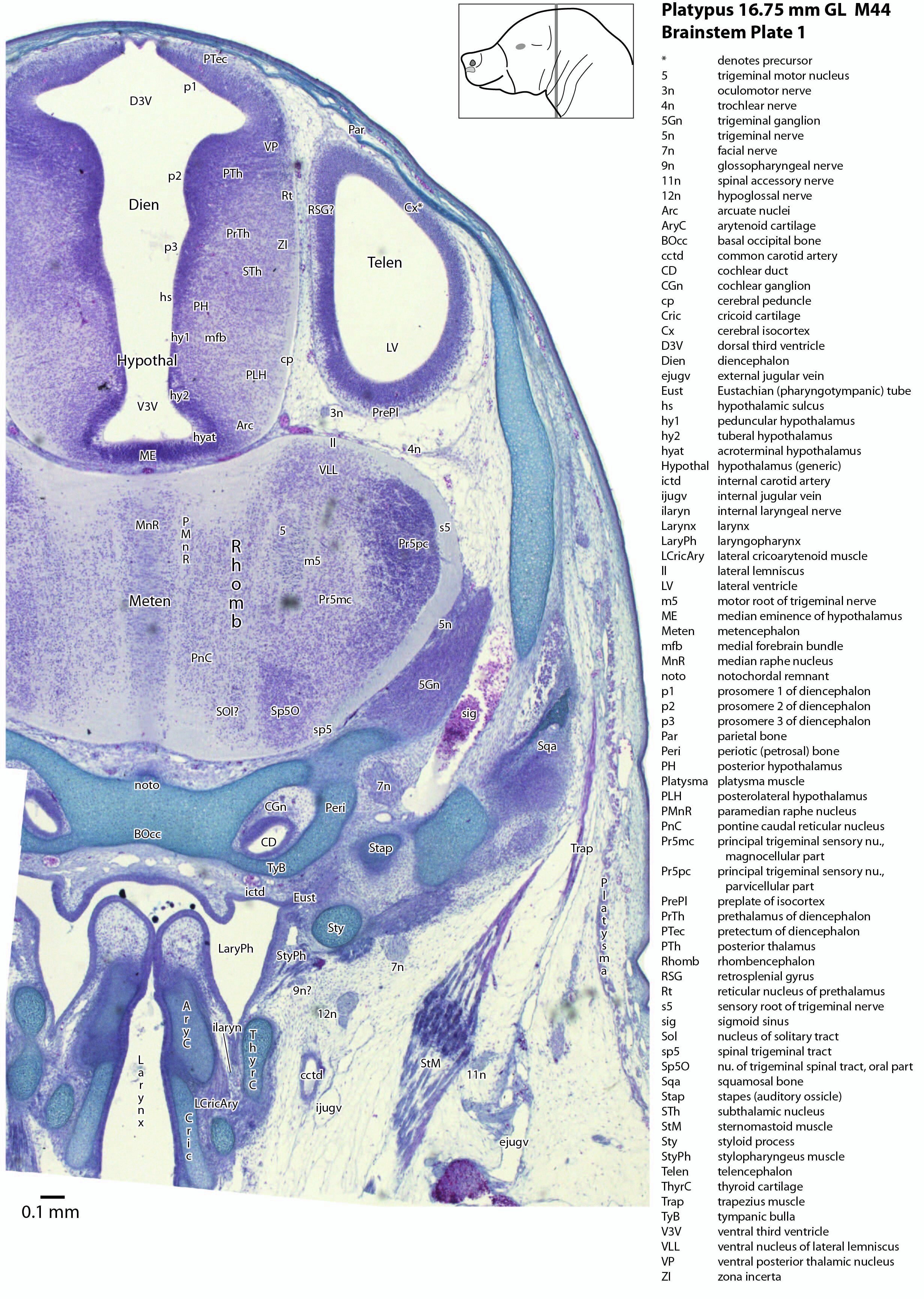 Platypus 16.75 mm GL Brainstem — Comparative Brain Anatomy