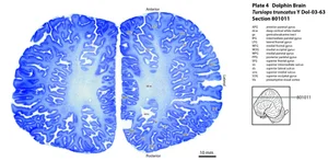 Atlas of the Brain of a Dolphin — Comparative Brain Anatomy