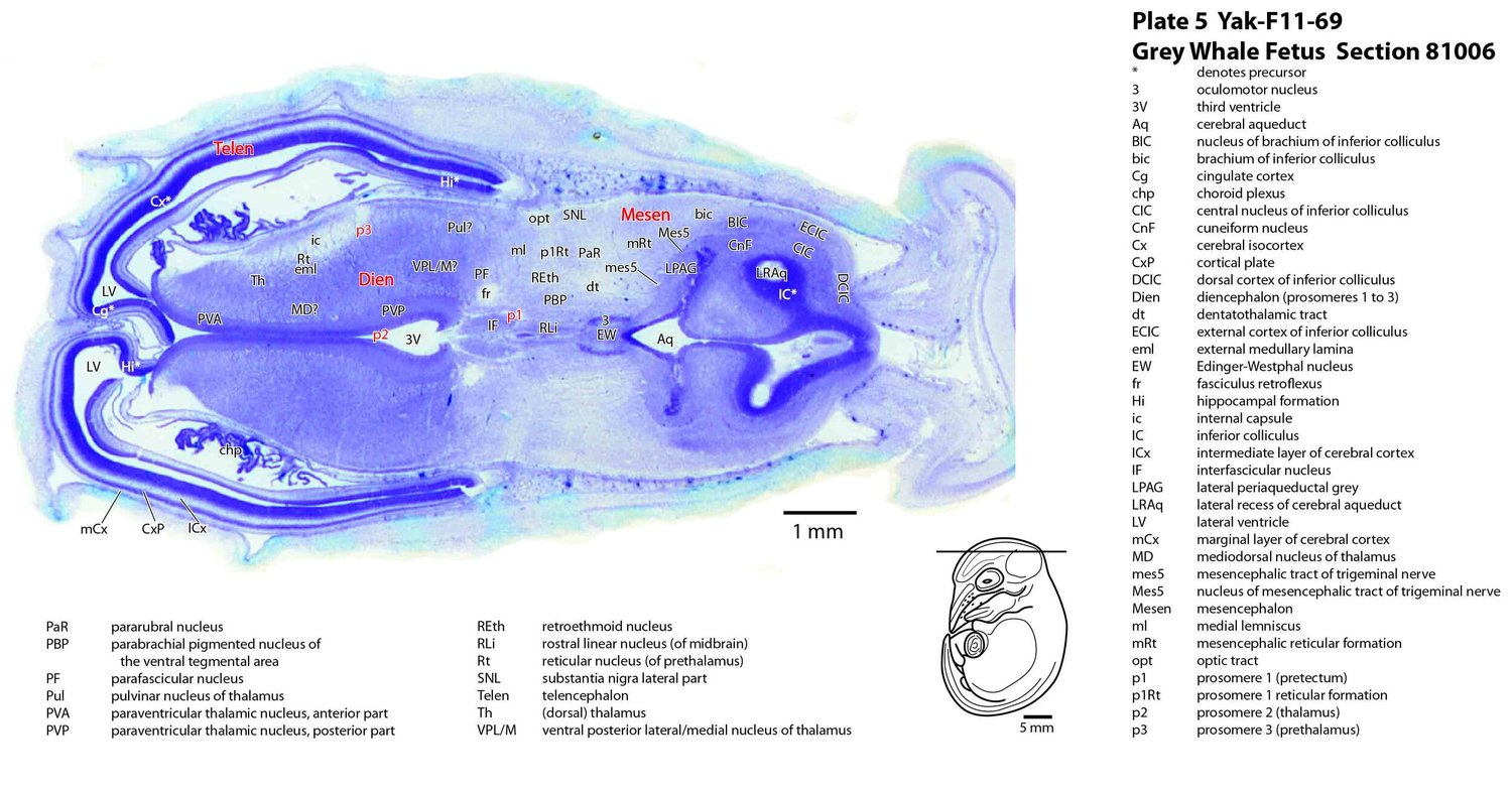 Atlas of the Brain of a Fetal Grey Whale — Comparative Brain Anatomy