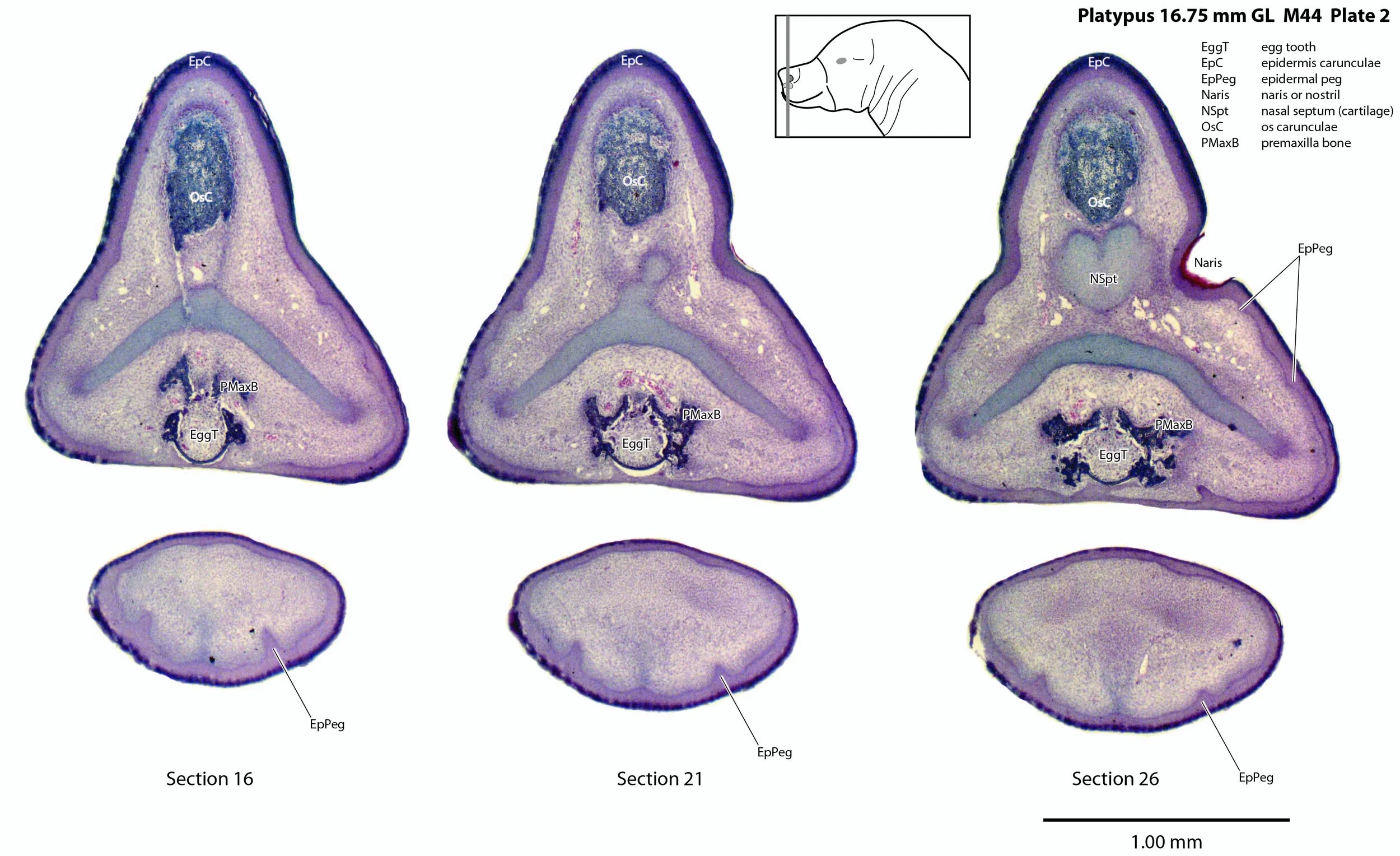Platypus 16.75 mm GL Bill — Comparative Brain Anatomy