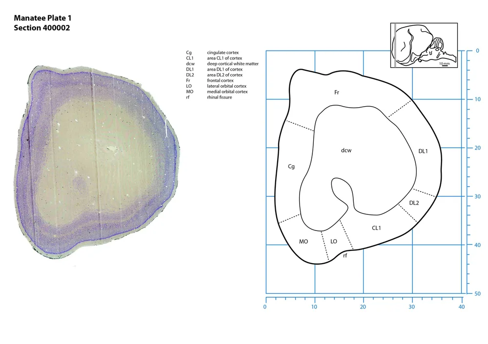 Images Sections Manatee brain atlas — Comparative Brain Anatomy