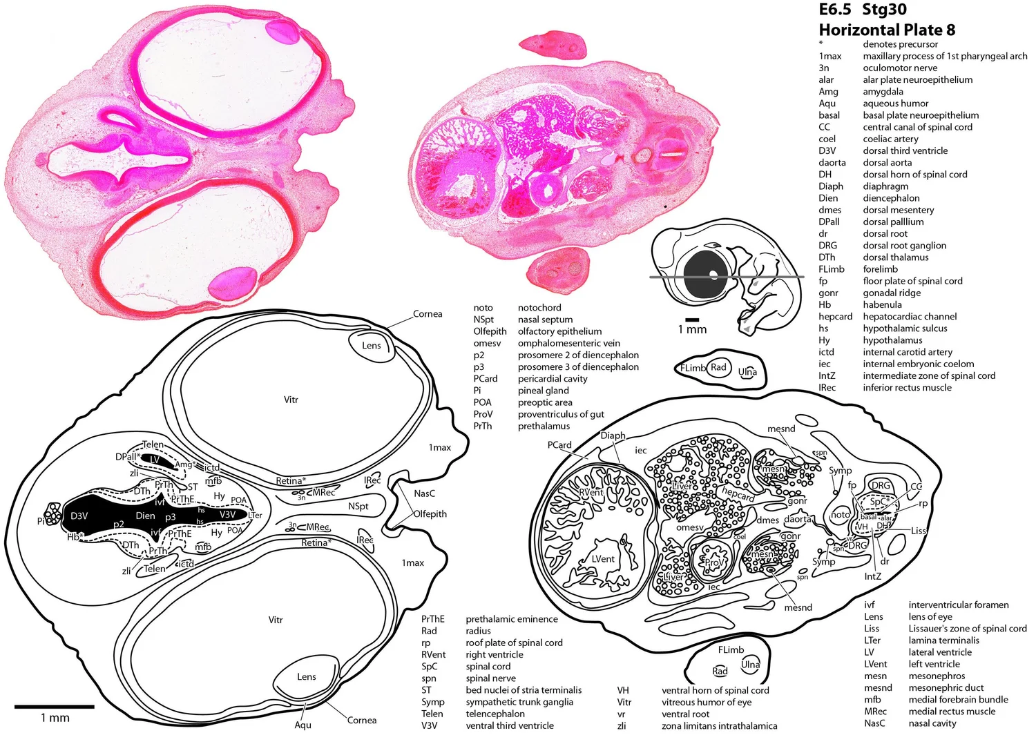Chick Embryo Atlas E6.5 Horizontal — Comparative Brain Anatomy