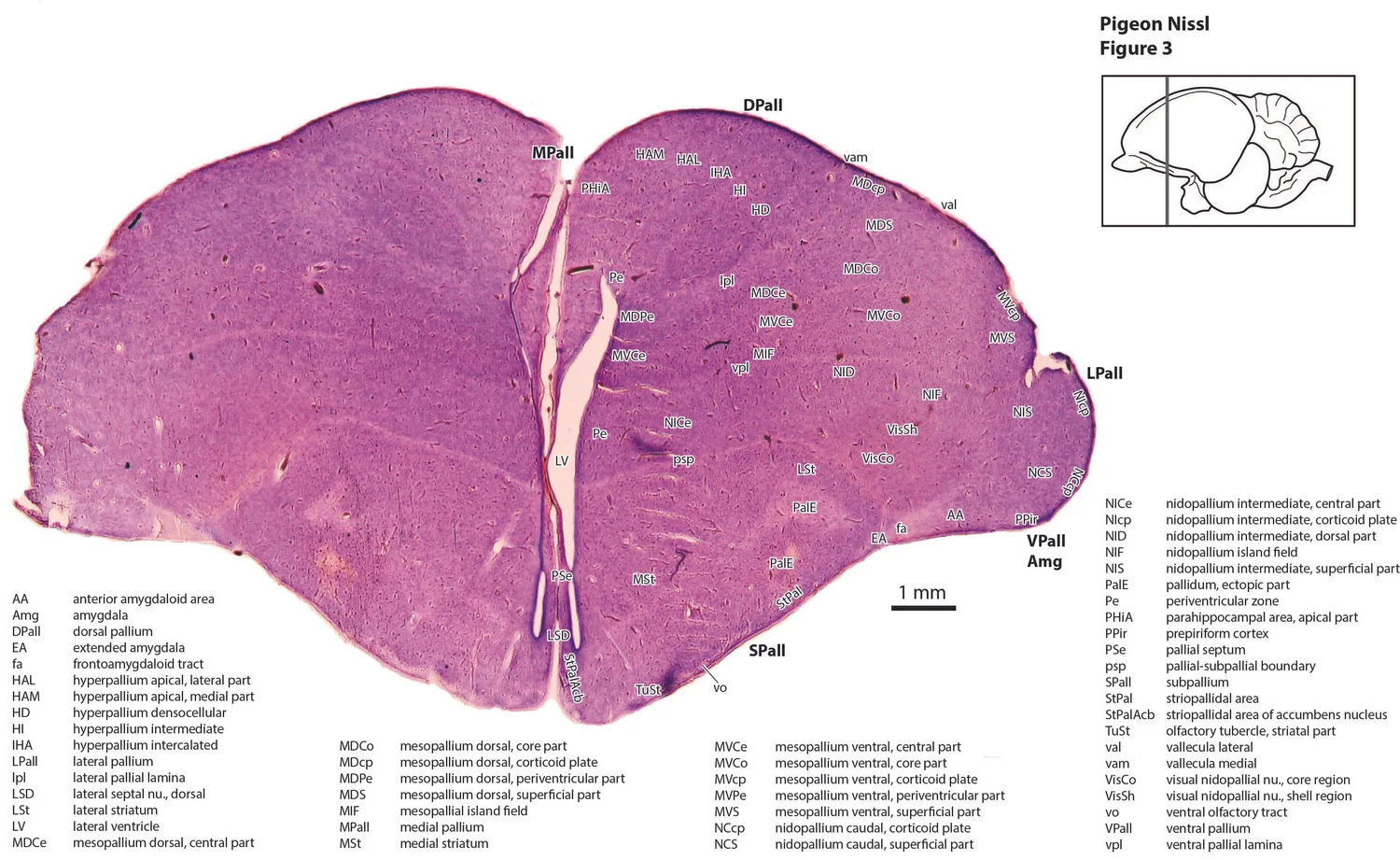 Pigeon Brain Nissl Stain — Comparative Brain Anatomy