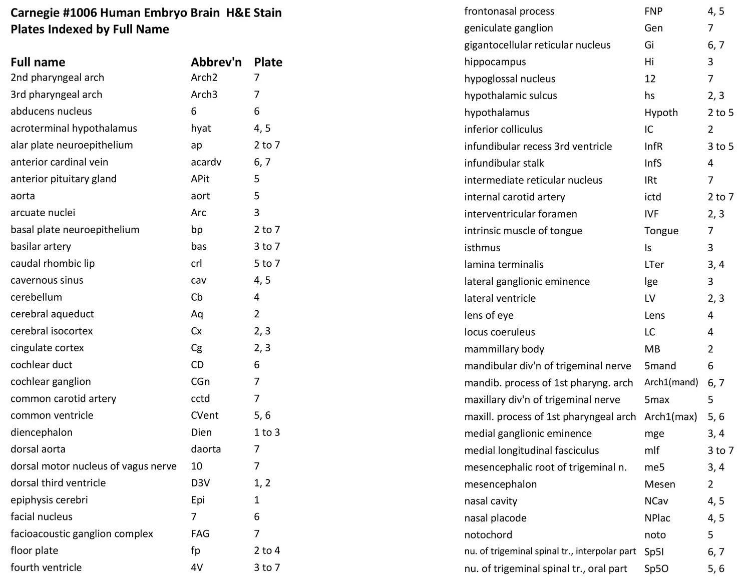 Human Embryo 5 weeks — Comparative Brain Anatomy
