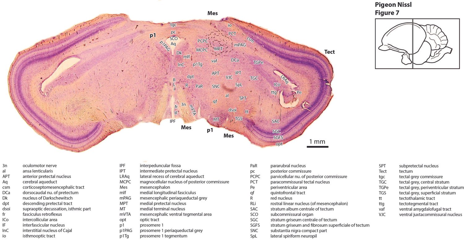 Pigeon Brain Nissl Stain — Comparative Brain Anatomy