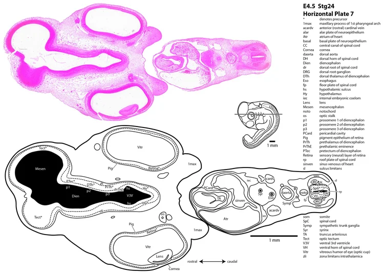 Chick Embryos — Comparative Brain Anatomy