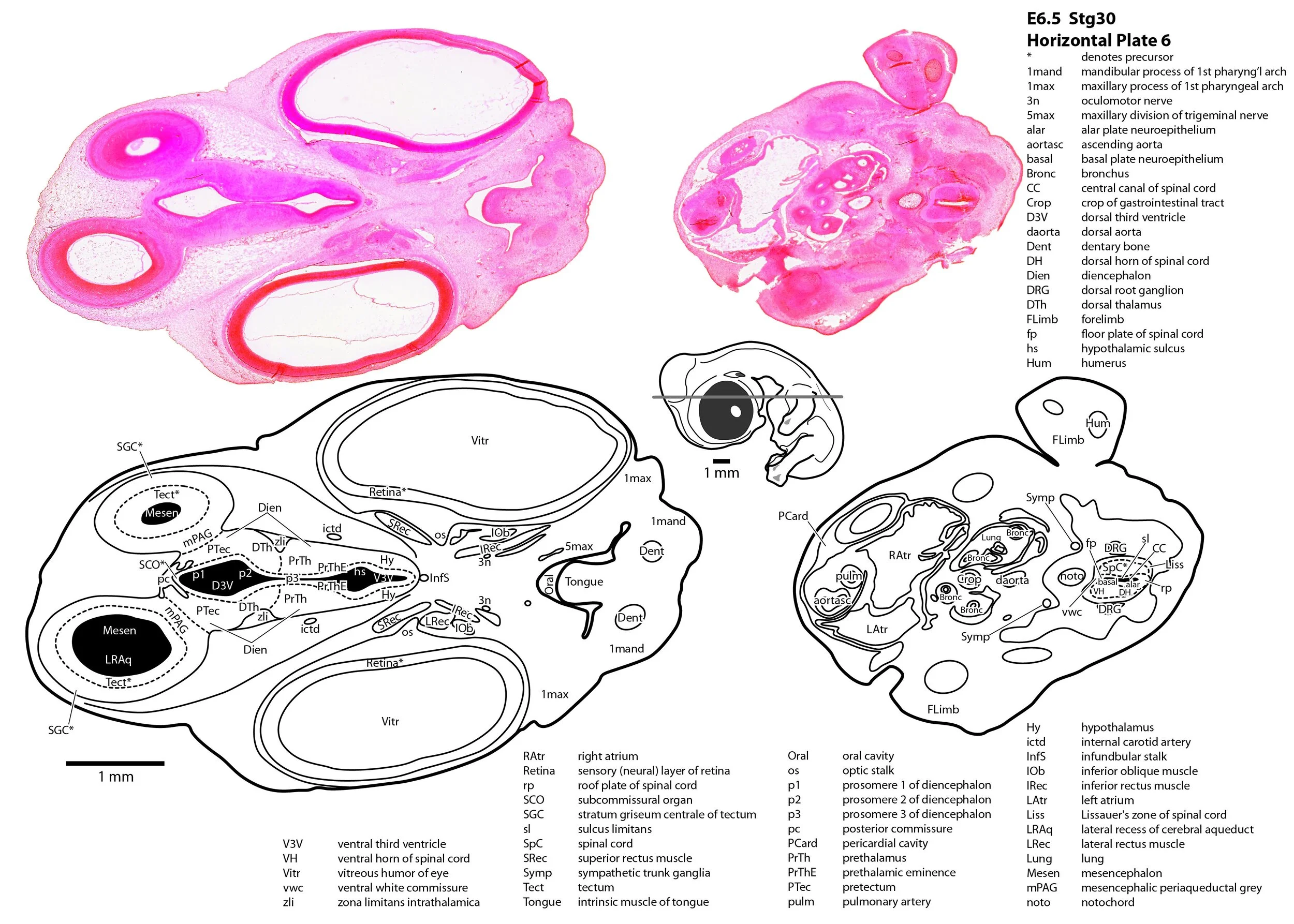 Chick Embryo Atlas E6.5 Horizontal — Comparative Brain Anatomy