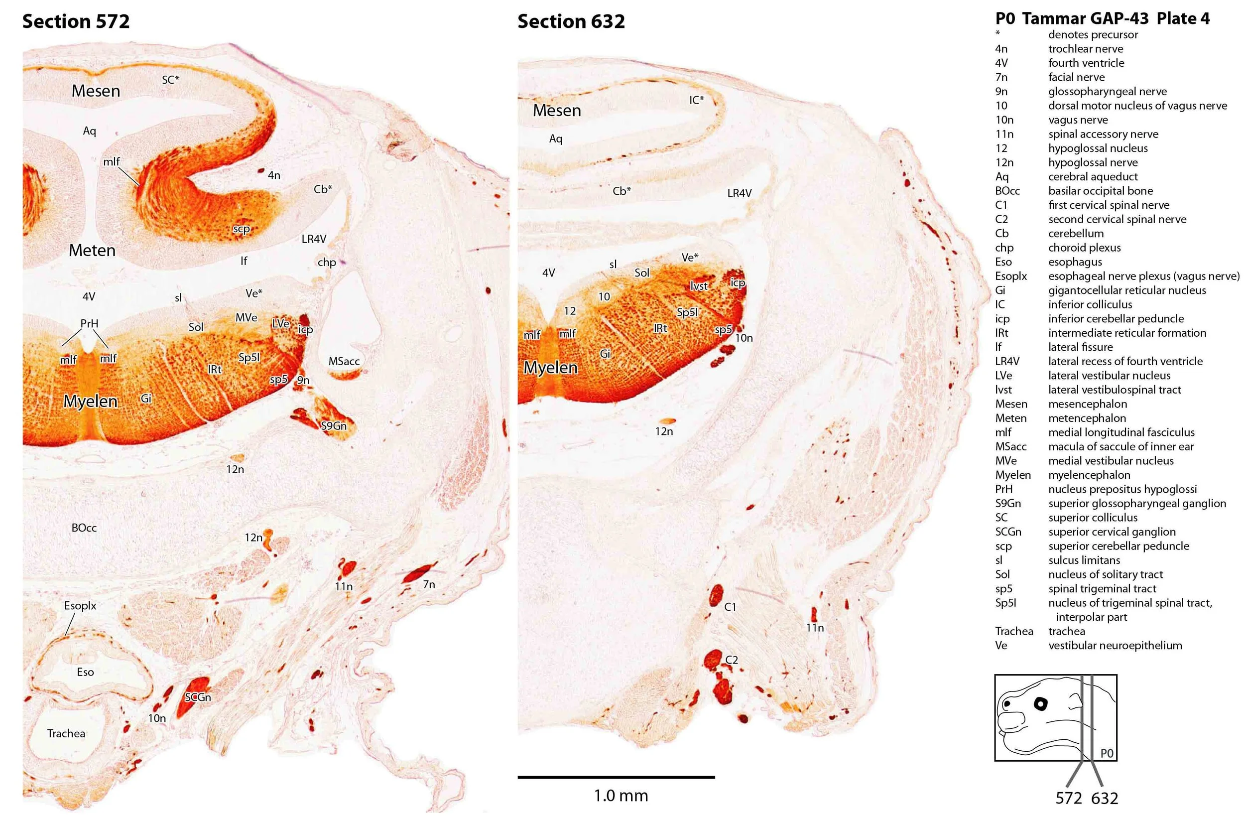 Tammar Wallaby P0 GAP-43 — Comparative Brain Anatomy