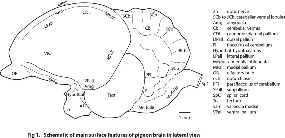 Pigeon Brain Nissl Stain — Comparative Brain Anatomy