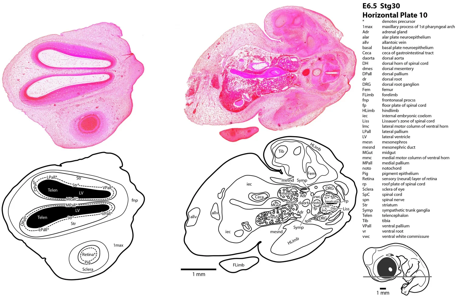 Chick Embryo Atlas E6.5 Horizontal — Comparative Brain Anatomy