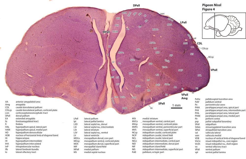Pigeon Brain Nissl Stain — Comparative Brain Anatomy