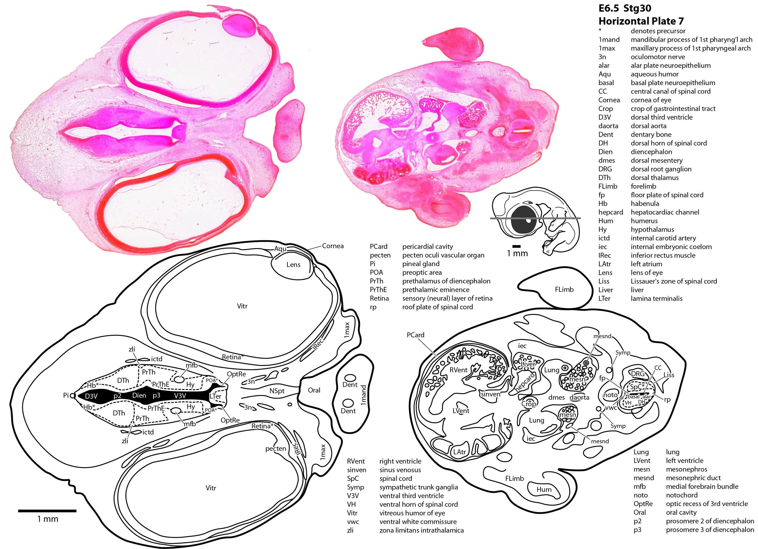 Chick Embryo Atlas E6.5 Horizontal — Comparative Brain Anatomy