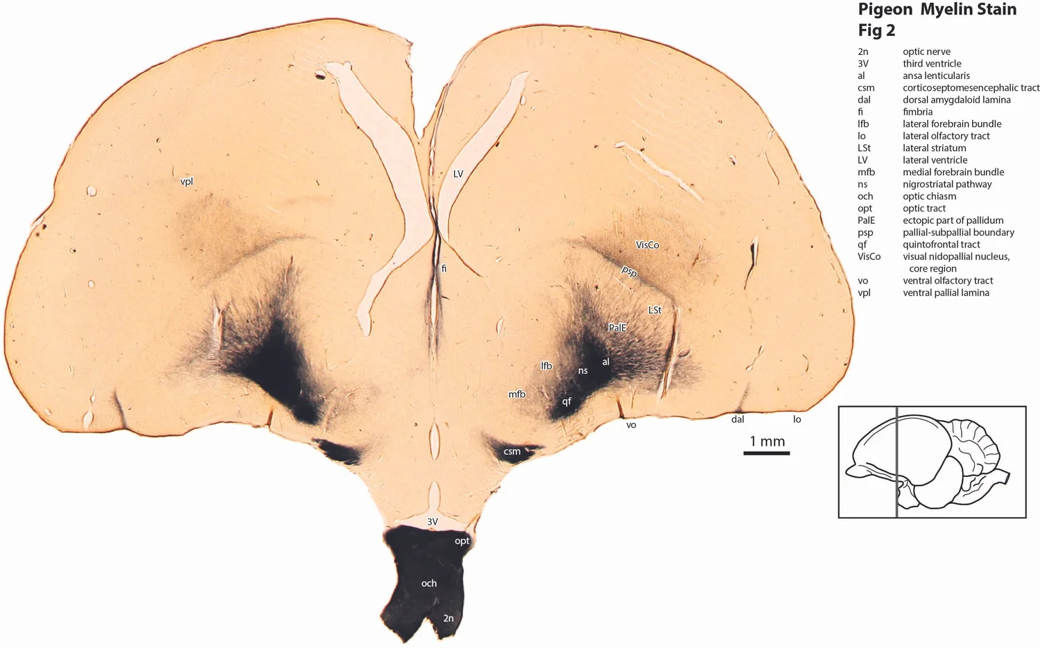 Pathways in the Avian Brain — Comparative Brain Anatomy