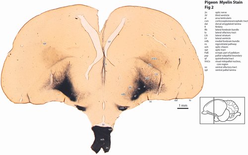 Pathways in the Avian Brain — Comparative Brain Anatomy
