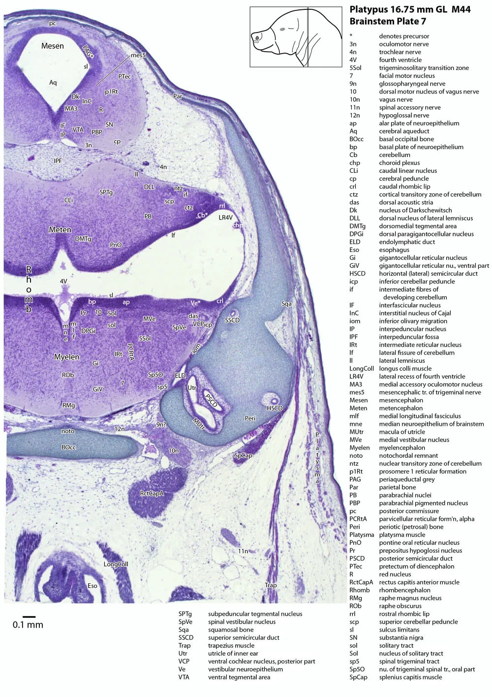 Platypus 16.75 mm GL Brainstem — Comparative Brain Anatomy