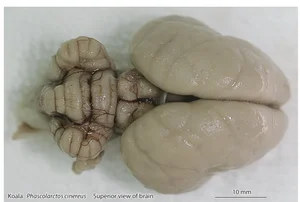 Koala — Comparative Brain Anatomy