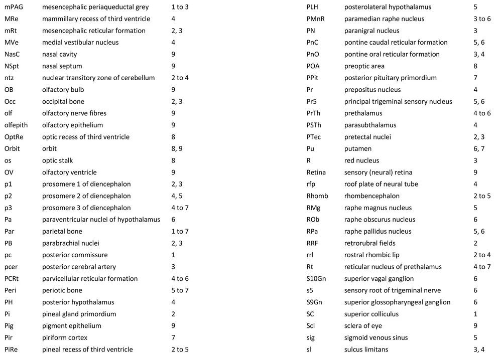 Human Embryo 8 weeks — Comparative Brain Anatomy