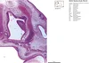 Koala P0 H&E — Comparative Brain Anatomy