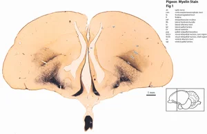 Pathways in the Avian Brain — Comparative Brain Anatomy