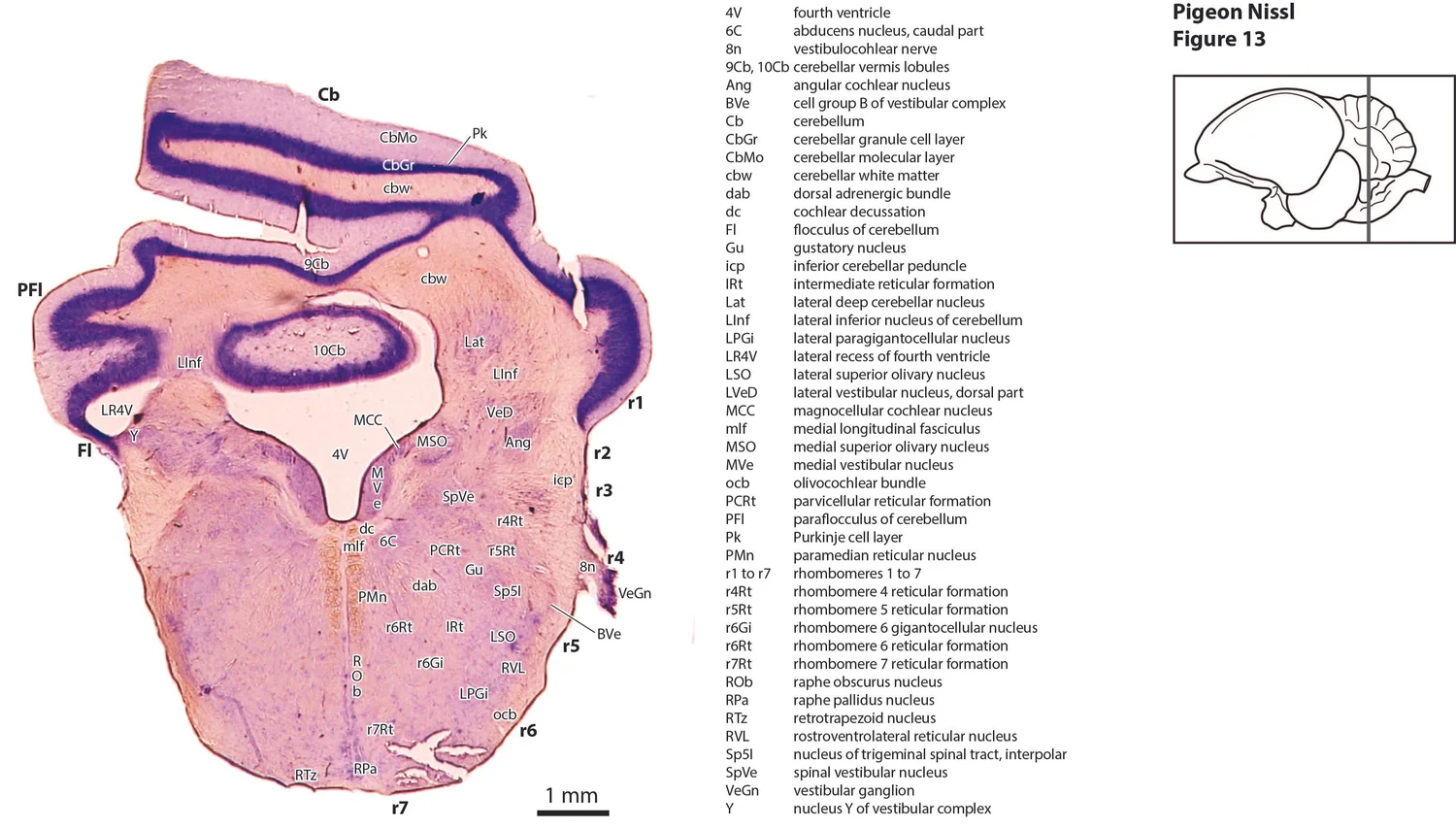 Pigeon Brain Nissl Stain — Comparative Brain Anatomy