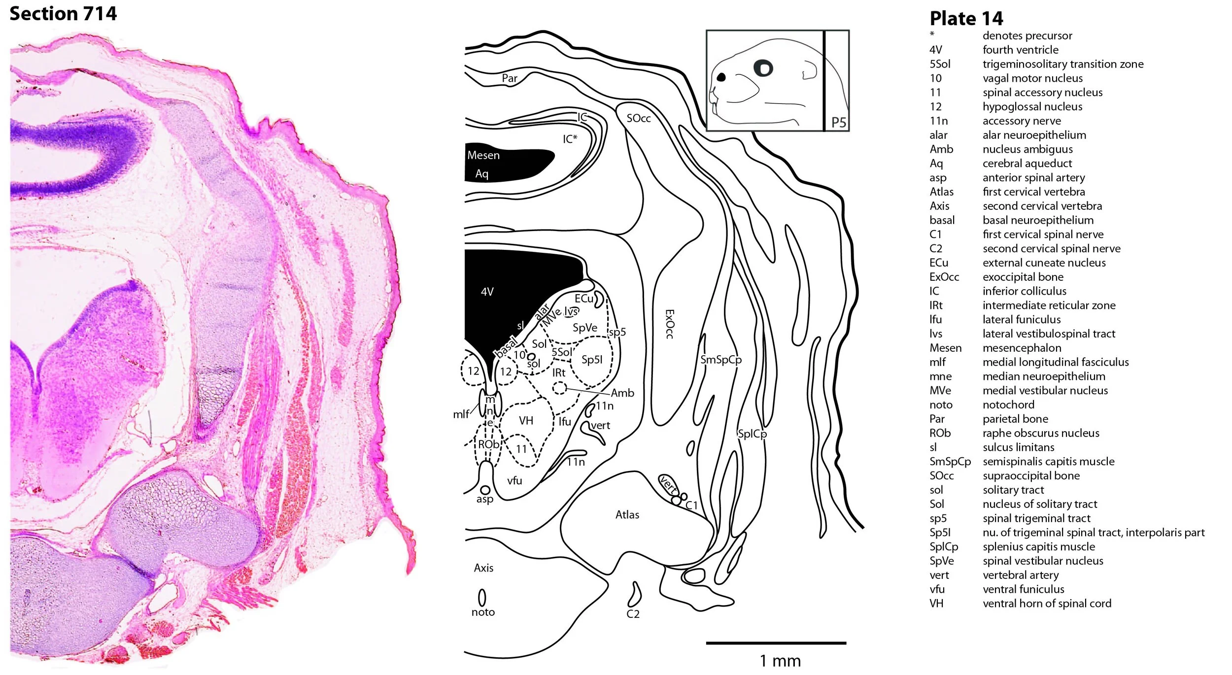 Tammar Wallaby P5 H&E — Comparative Brain Anatomy