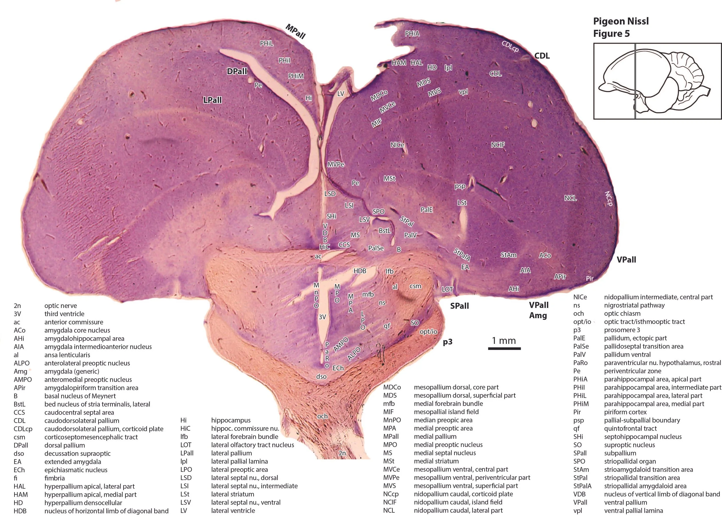Pigeon Brain Nissl Stain — Comparative Brain Anatomy