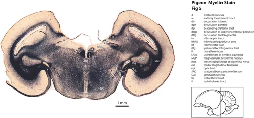 Pathways in the Avian Brain — Comparative Brain Anatomy