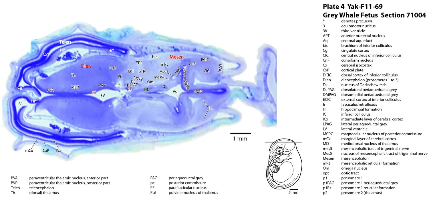 Atlas of the Brain of a Fetal Grey Whale — Comparative Brain Anatomy