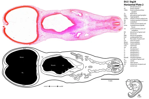 Chick Embryos — Comparative Brain Anatomy