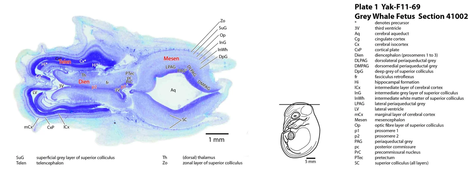 Atlas of the Brain of a Fetal Grey Whale — Comparative Brain Anatomy