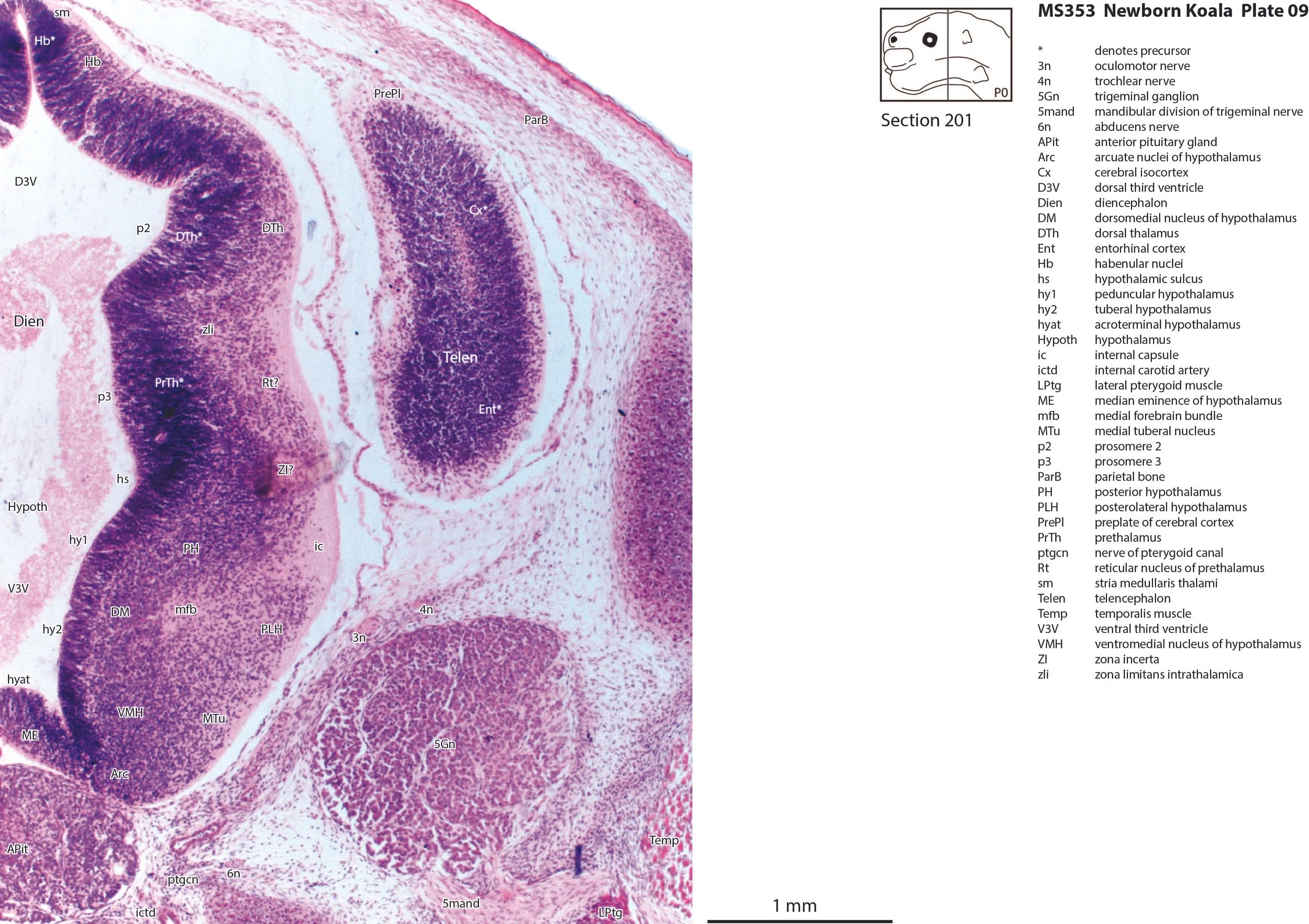 Koala P0 H&E — Comparative Brain Anatomy