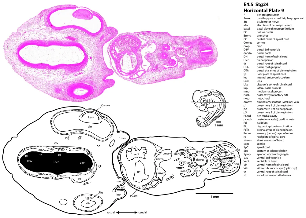 Chick Embryos — Comparative Brain Anatomy