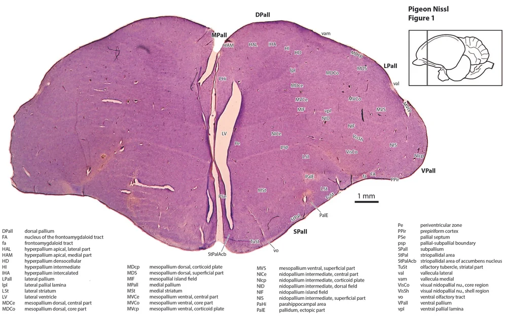 Pigeon Brain Nissl Stain — Comparative Brain Anatomy
