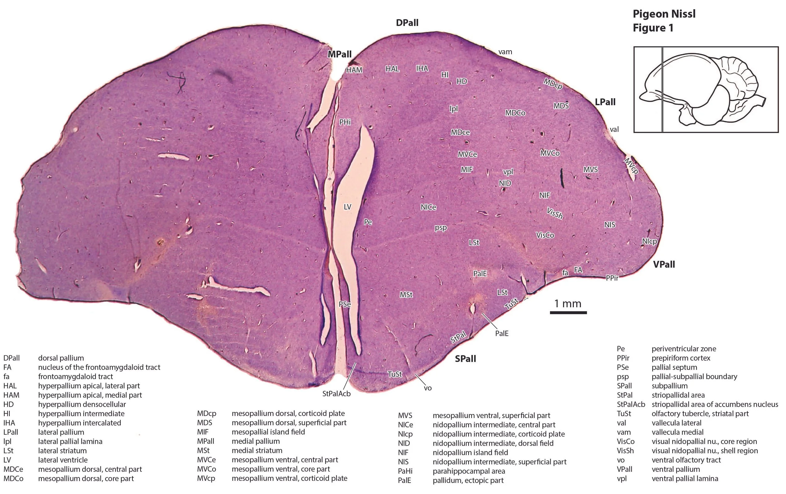 Pigeon Brain Nissl Stain — Comparative Brain Anatomy