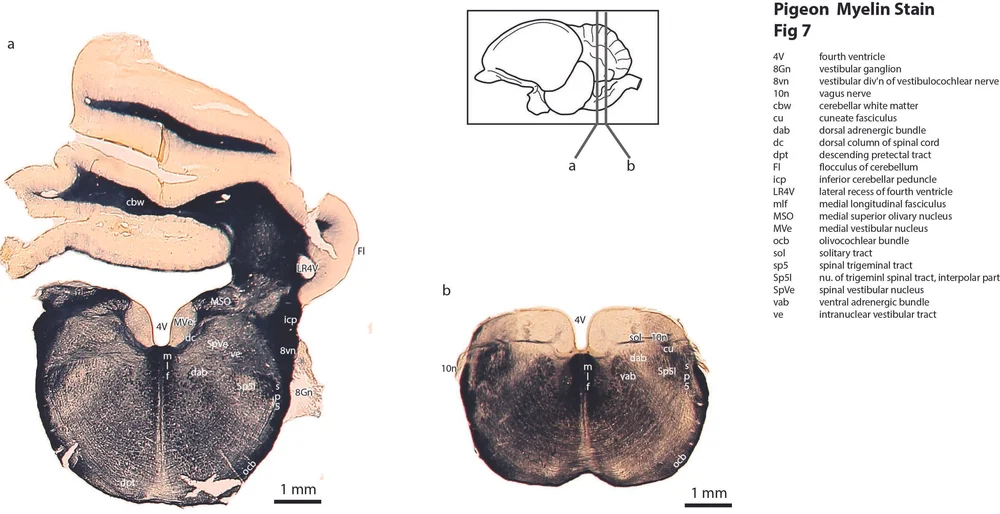 Pathways in the Avian Brain — Comparative Brain Anatomy