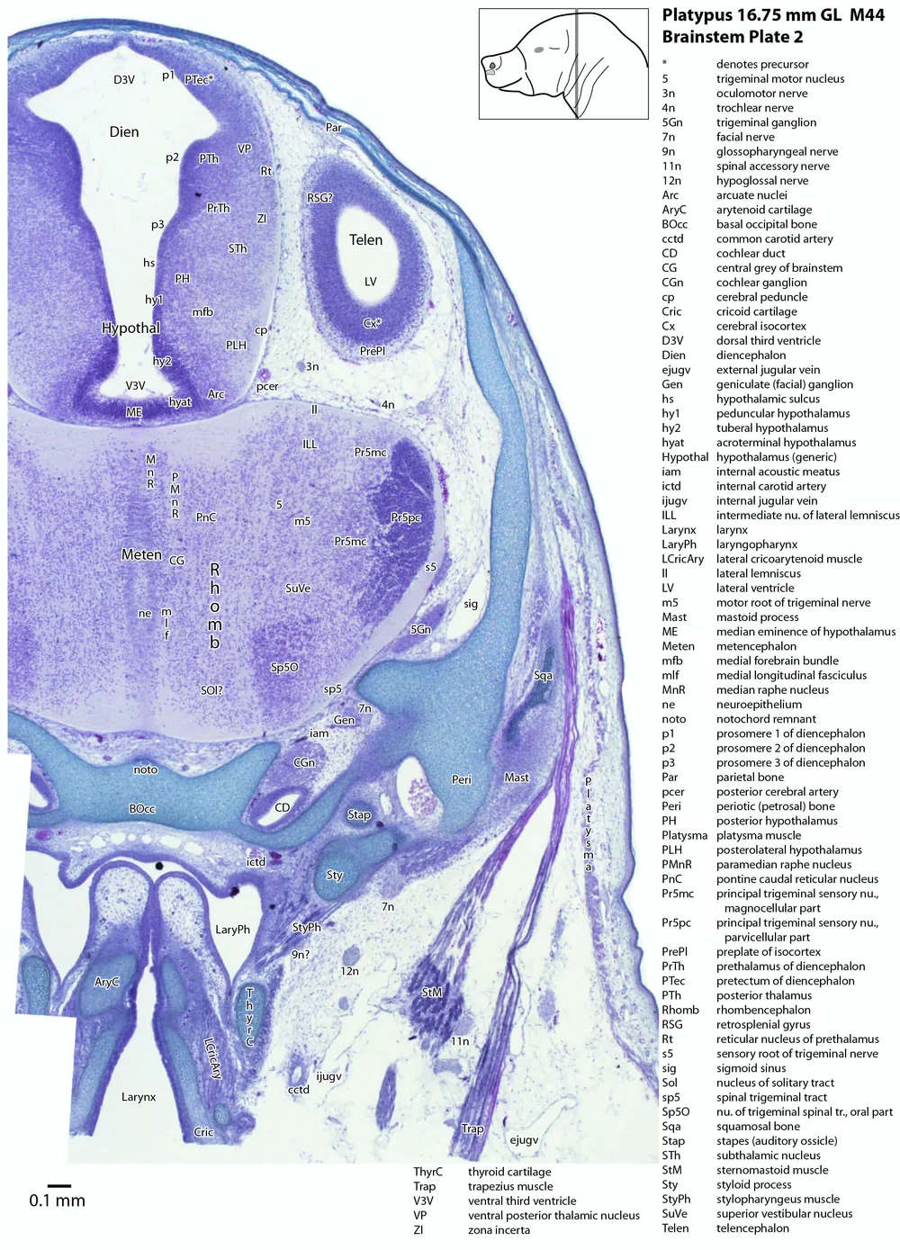Platypus 16.75 mm GL Brainstem — Comparative Brain Anatomy