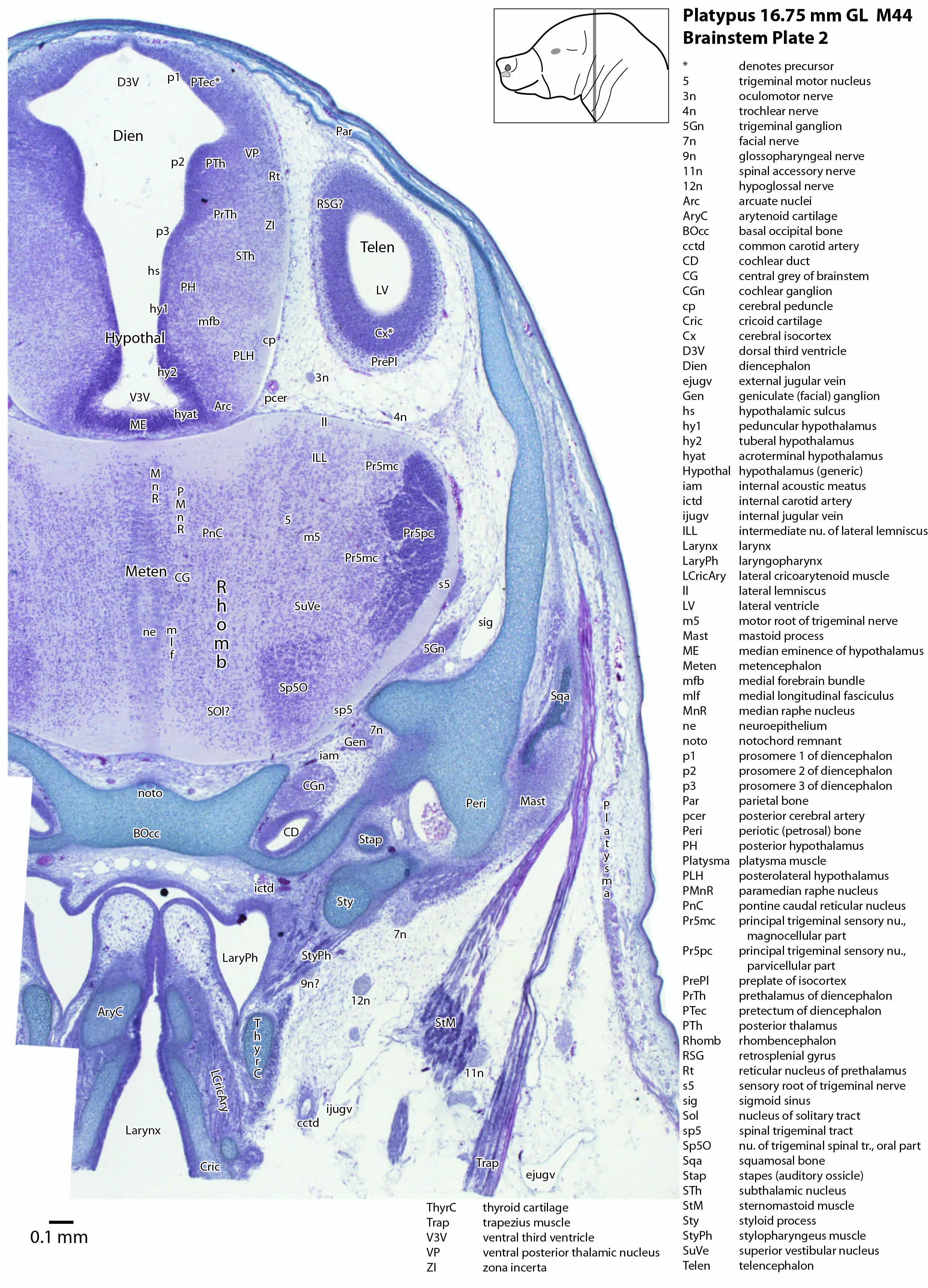 Platypus 16.75 mm GL Brainstem — Comparative Brain Anatomy