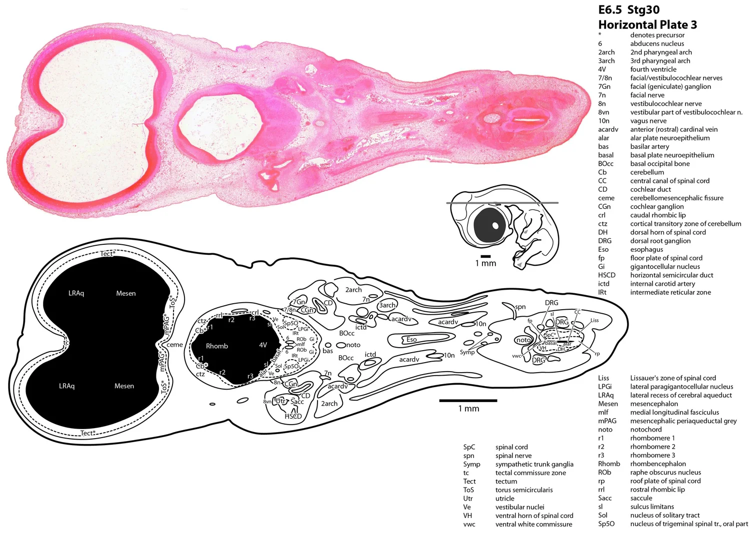 Chick Embryo Atlas E6.5 Horizontal — Comparative Brain Anatomy