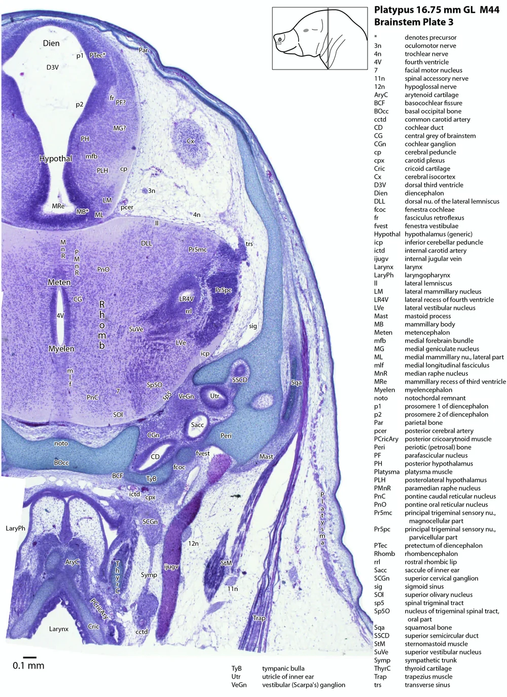 Platypus 16.75 mm GL Brainstem — Comparative Brain Anatomy