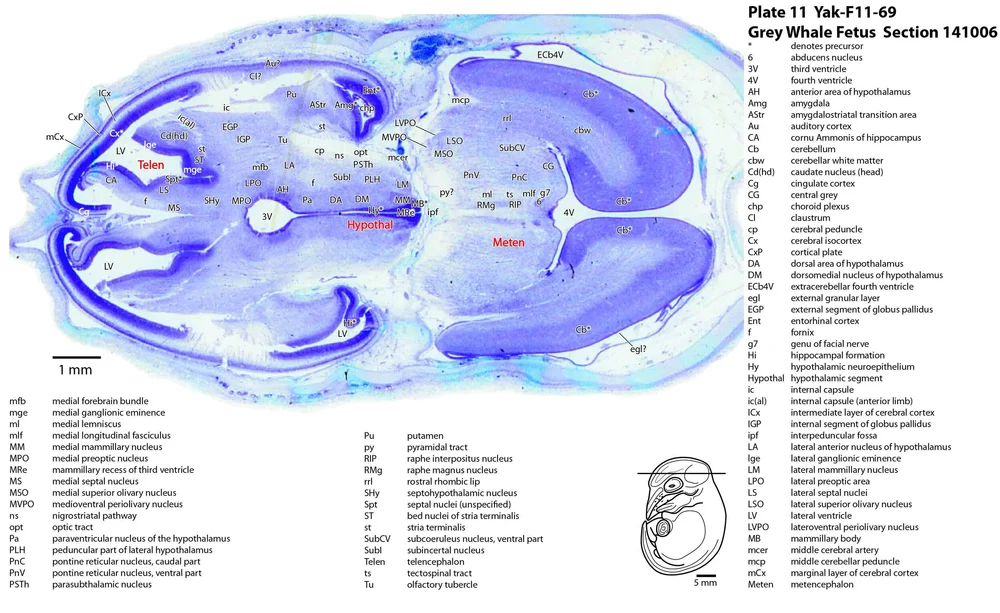 Atlas of the Brain of a Fetal Grey Whale — Comparative Brain Anatomy