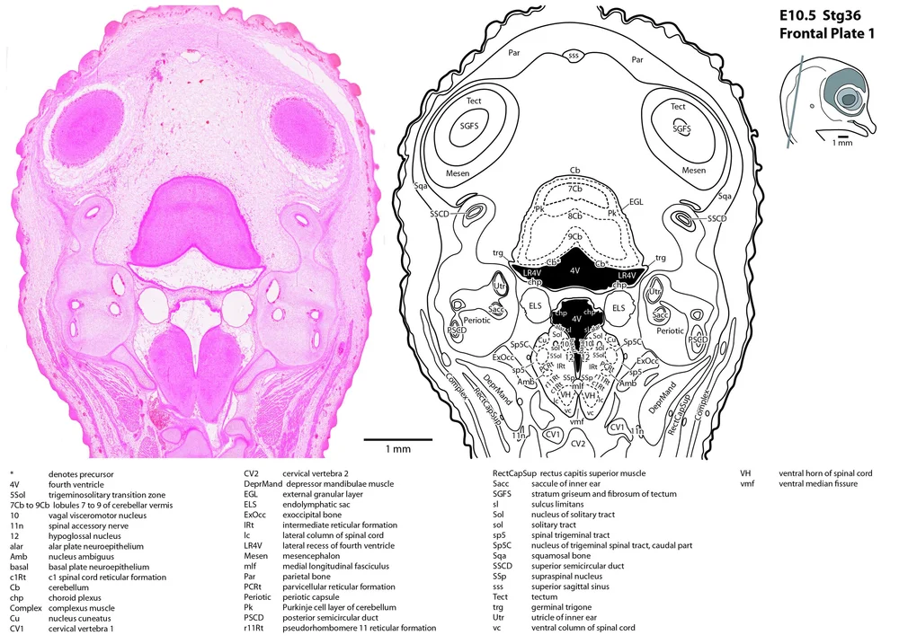 Chick Embryo Atlas E10.5 Frontal — Comparative Brain Anatomy