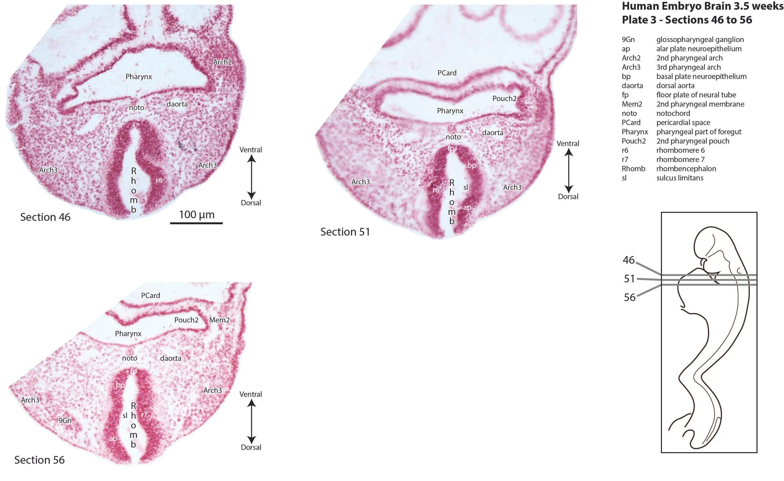 Human Embryo 3.5 weeks — Comparative Brain Anatomy