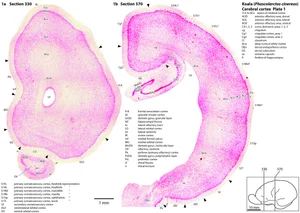 Cerebral cortex of the koala — Comparative Brain Anatomy
