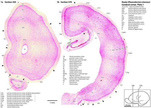 Cerebral cortex of the koala — Comparative Brain Anatomy